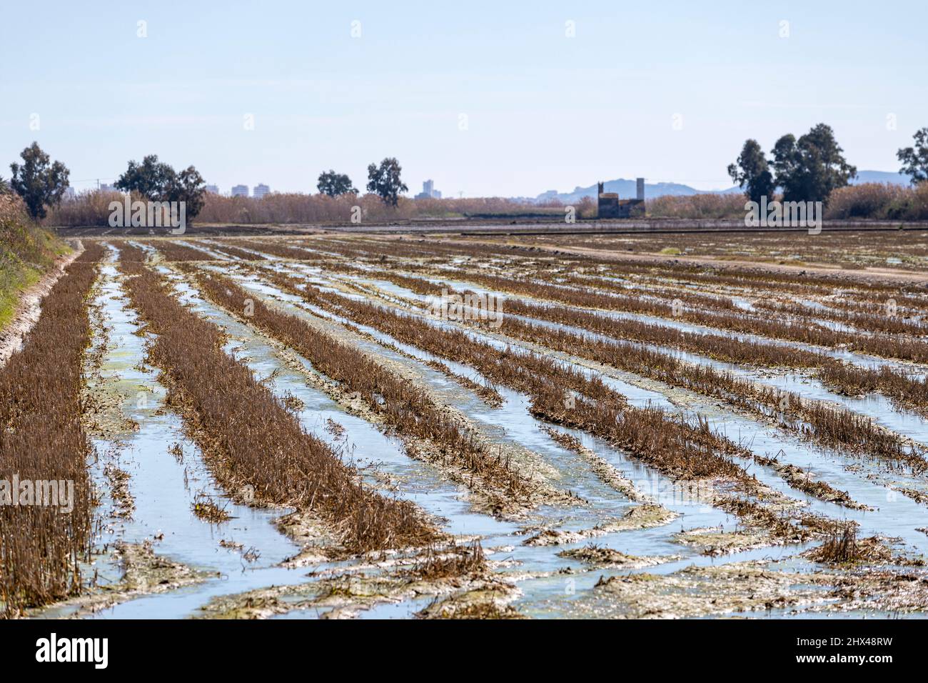 Rice field in winter in La Albufera, El Palmar, Valencia province ...