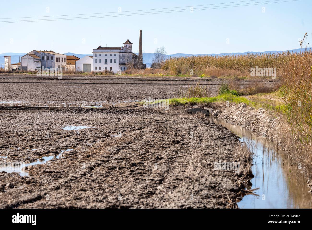 Rice field in winter in La Albufera, El Palmar, Valencia province ...