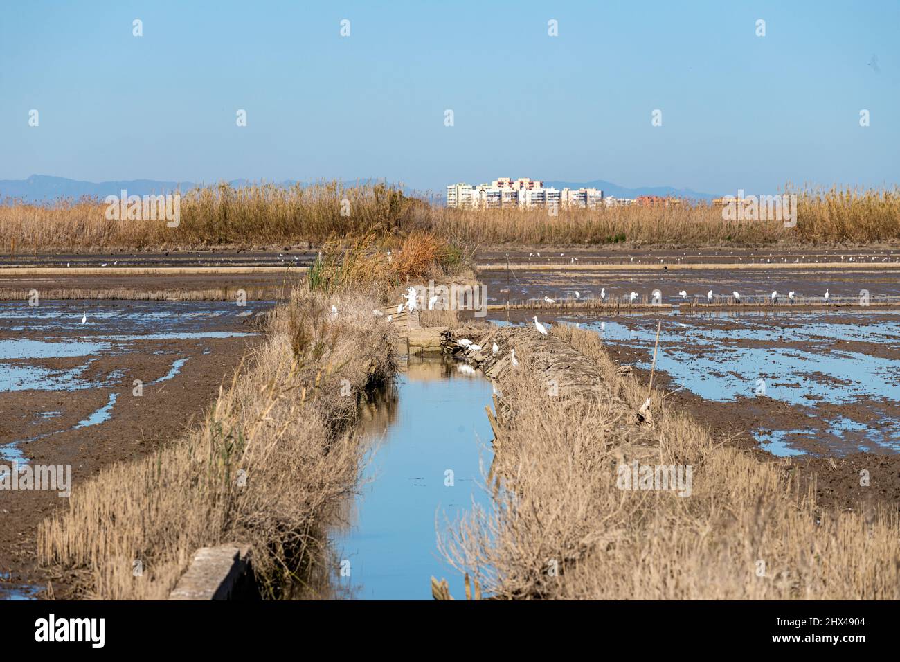 Rice field in winter in la albufera hi-res stock photography and images ...
