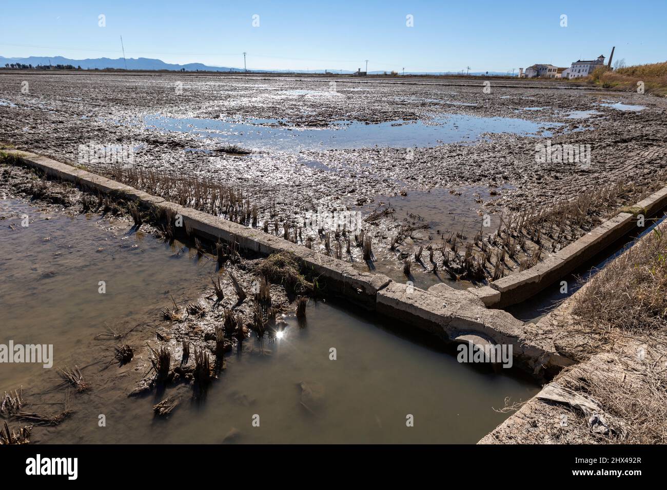 Rice field in winter in la albufera hi-res stock photography and images ...