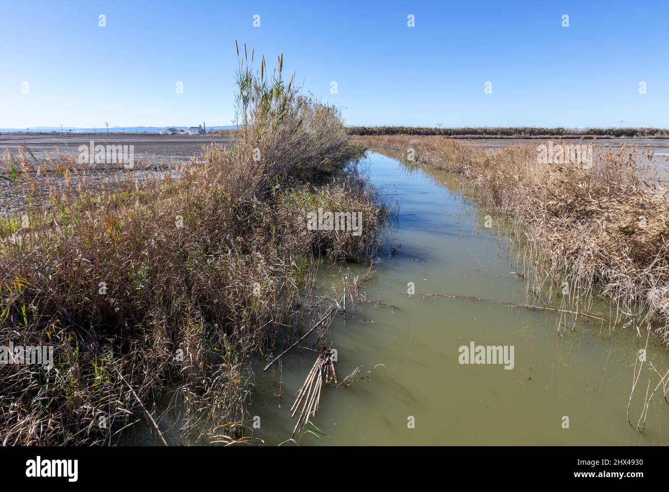Rice field in winter in La Albufera, El Palmar, Valencia province ...