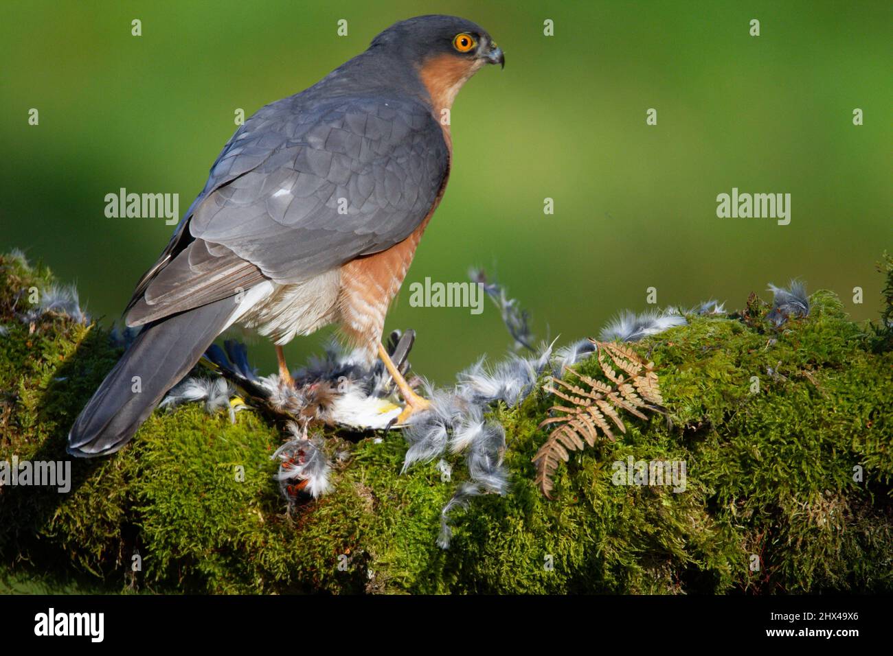 Bird of Prey - Sparrowhawk (Accipiter nisus), also known as the ...