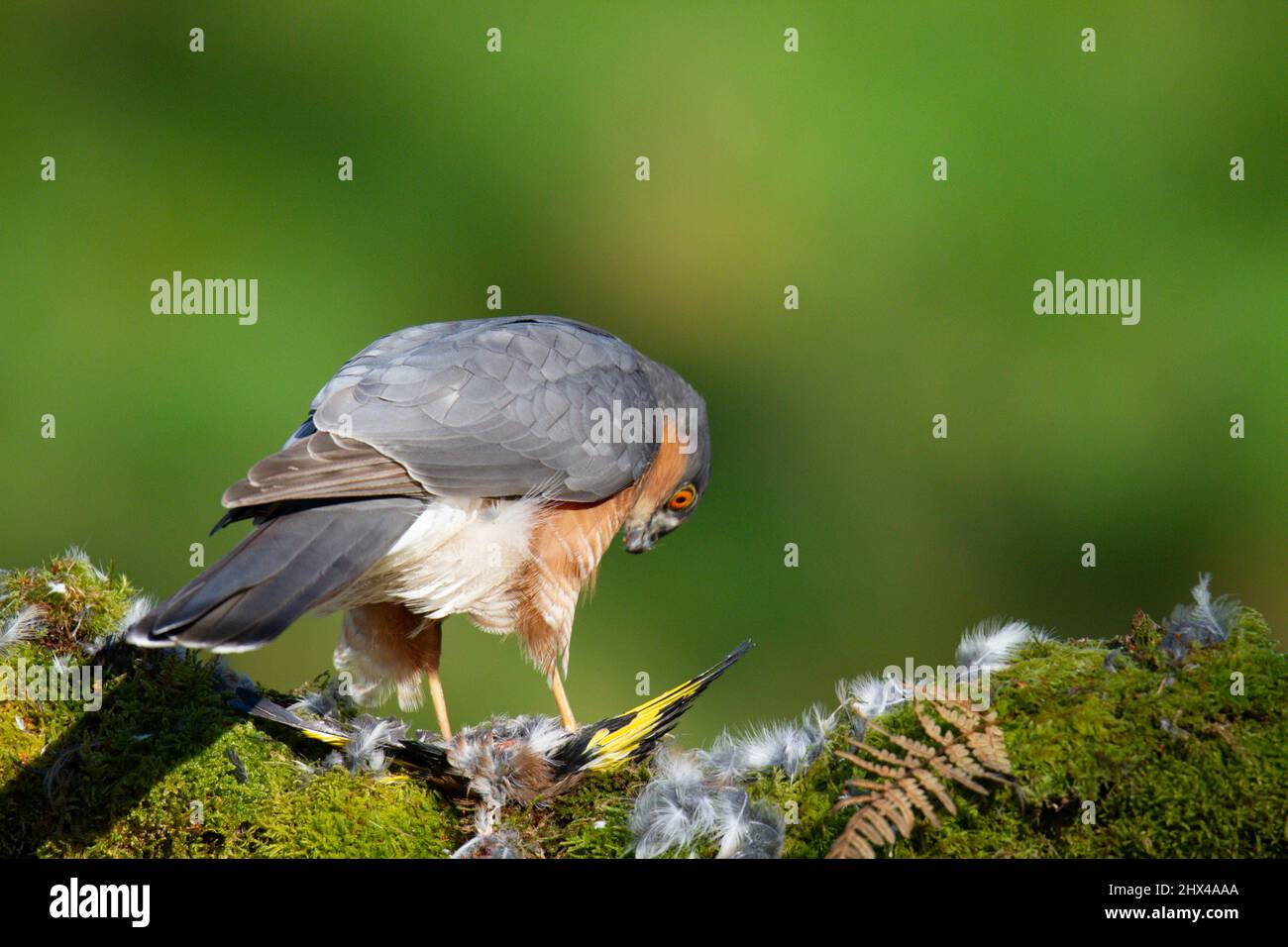 Bird of Prey - Sparrowhawk (Accipiter nisus), also known as the ...