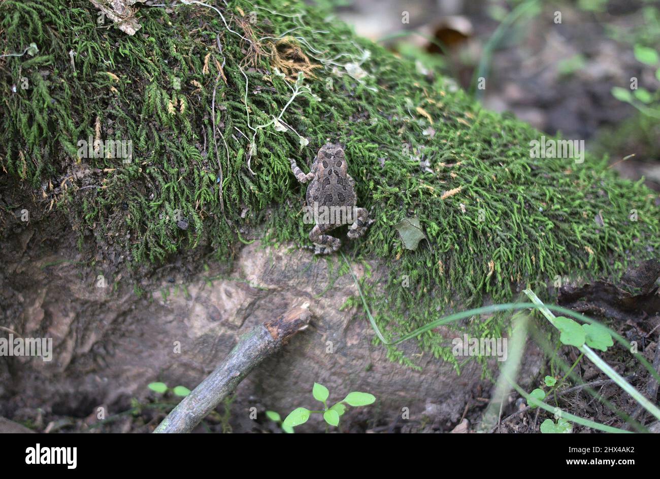 Woodhouse toad hi-res stock photography and images - Alamy
