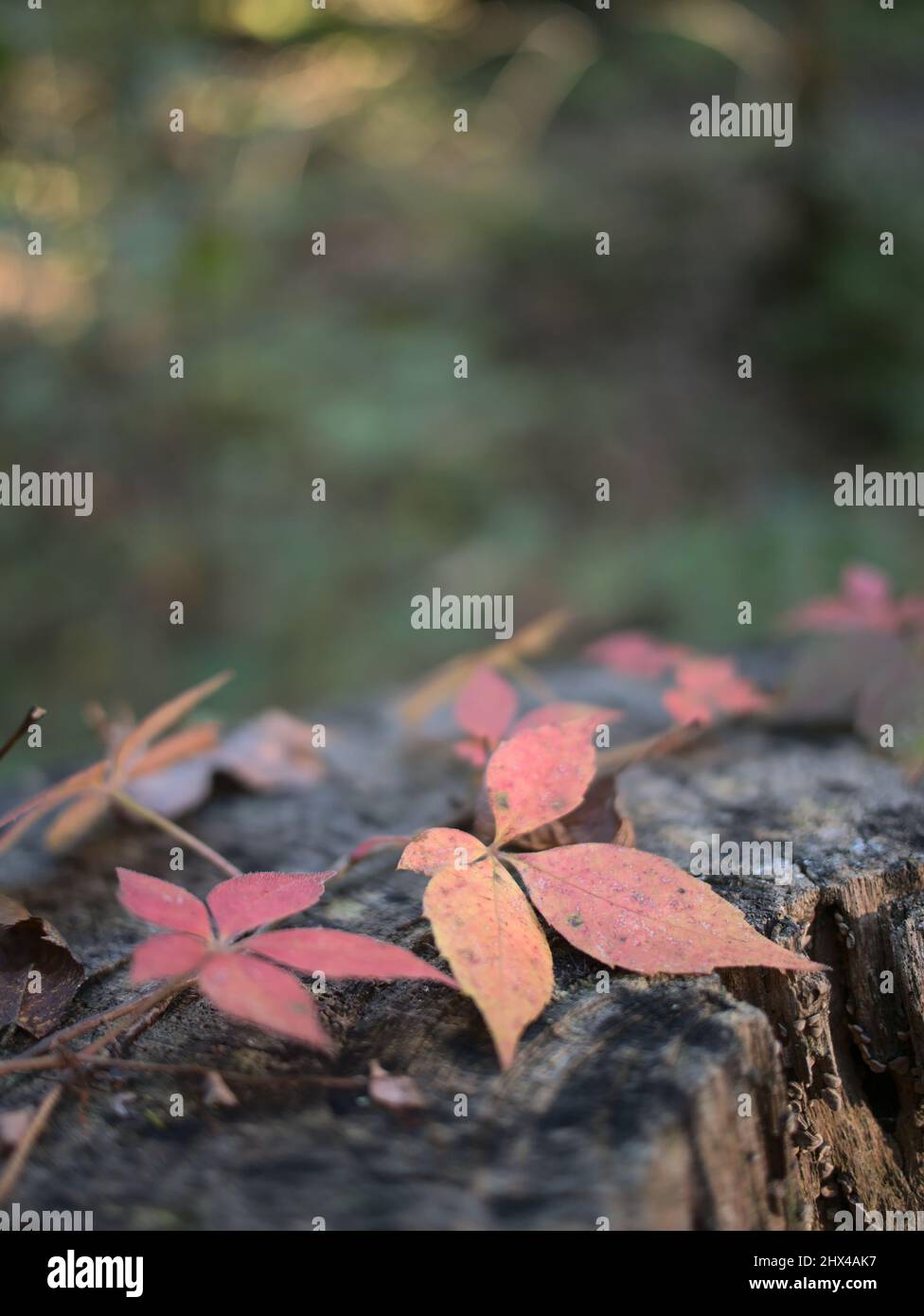 Tree stump in changing leaves hi-res stock photography and images - Alamy