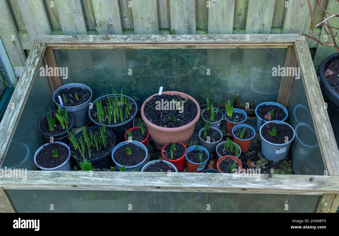 Spring bulbs growing in a cold frame hi-res stock photography and ...