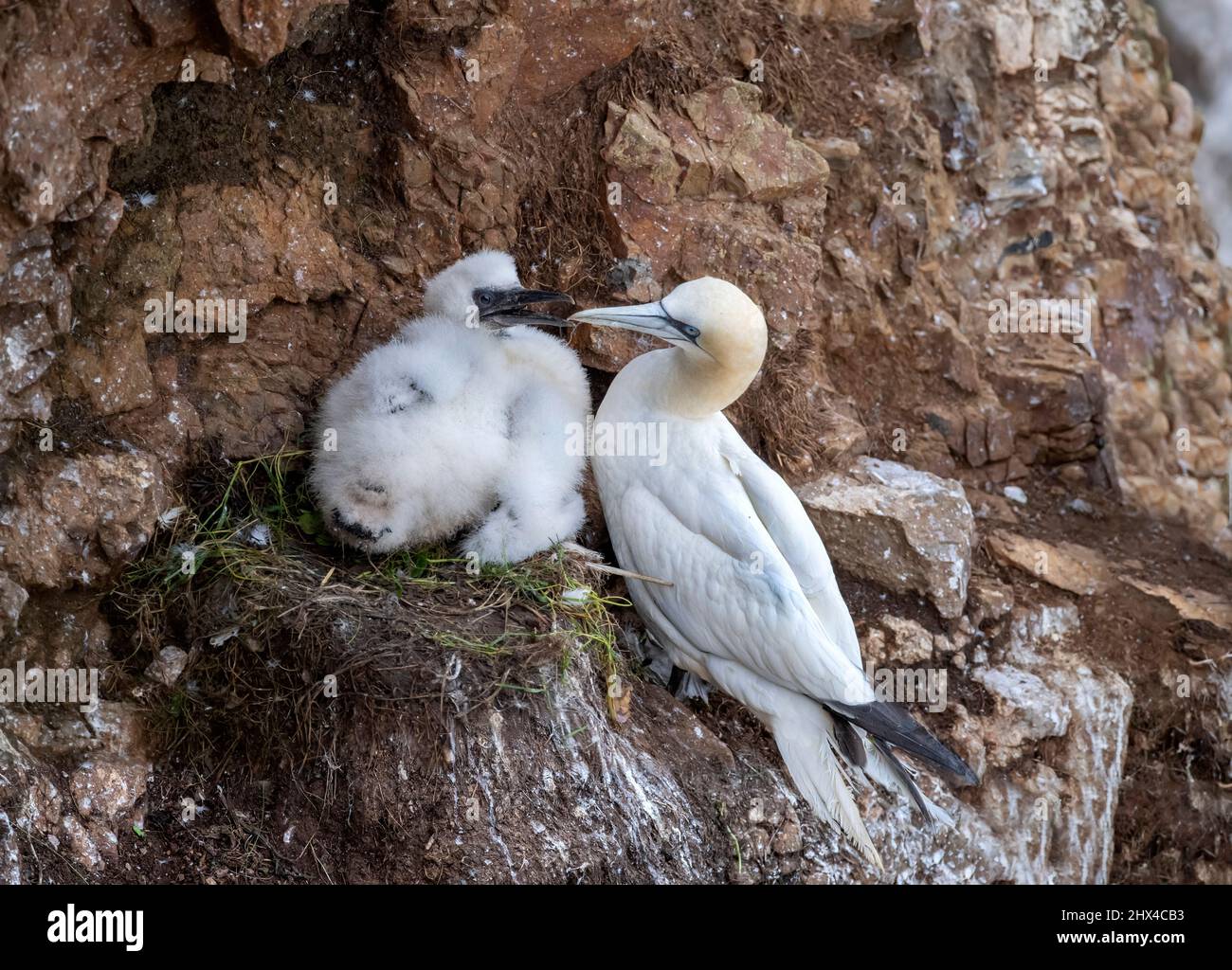 Baby gannet uk hi-res stock photography and images - Alamy