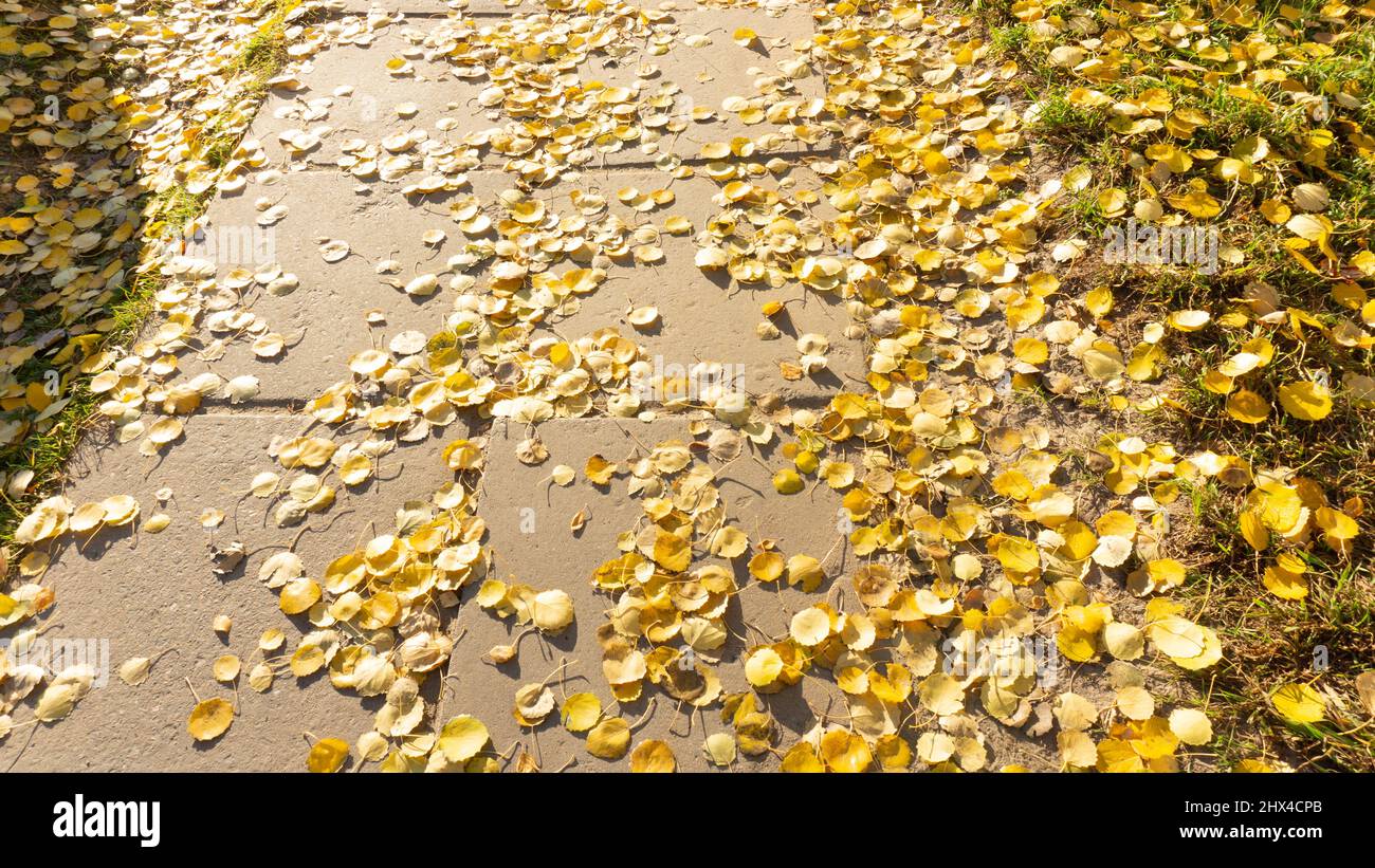 Asphalt cloth hi-res stock photography and images - Alamy