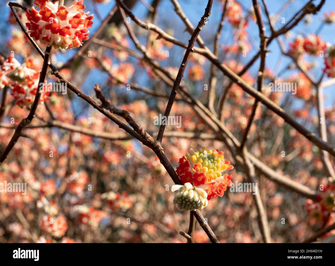 Bright orange flowers of the Edgeworthia chrysanthia Red Dragon bush ...