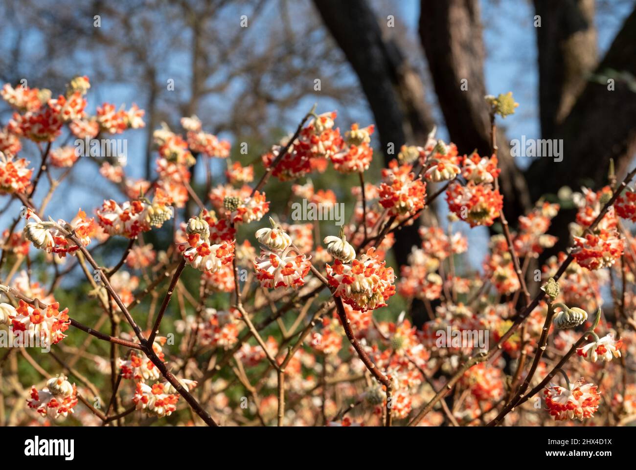 Bright orange flowers of the Edgeworthia chrysanthia Red Dragon bush ...