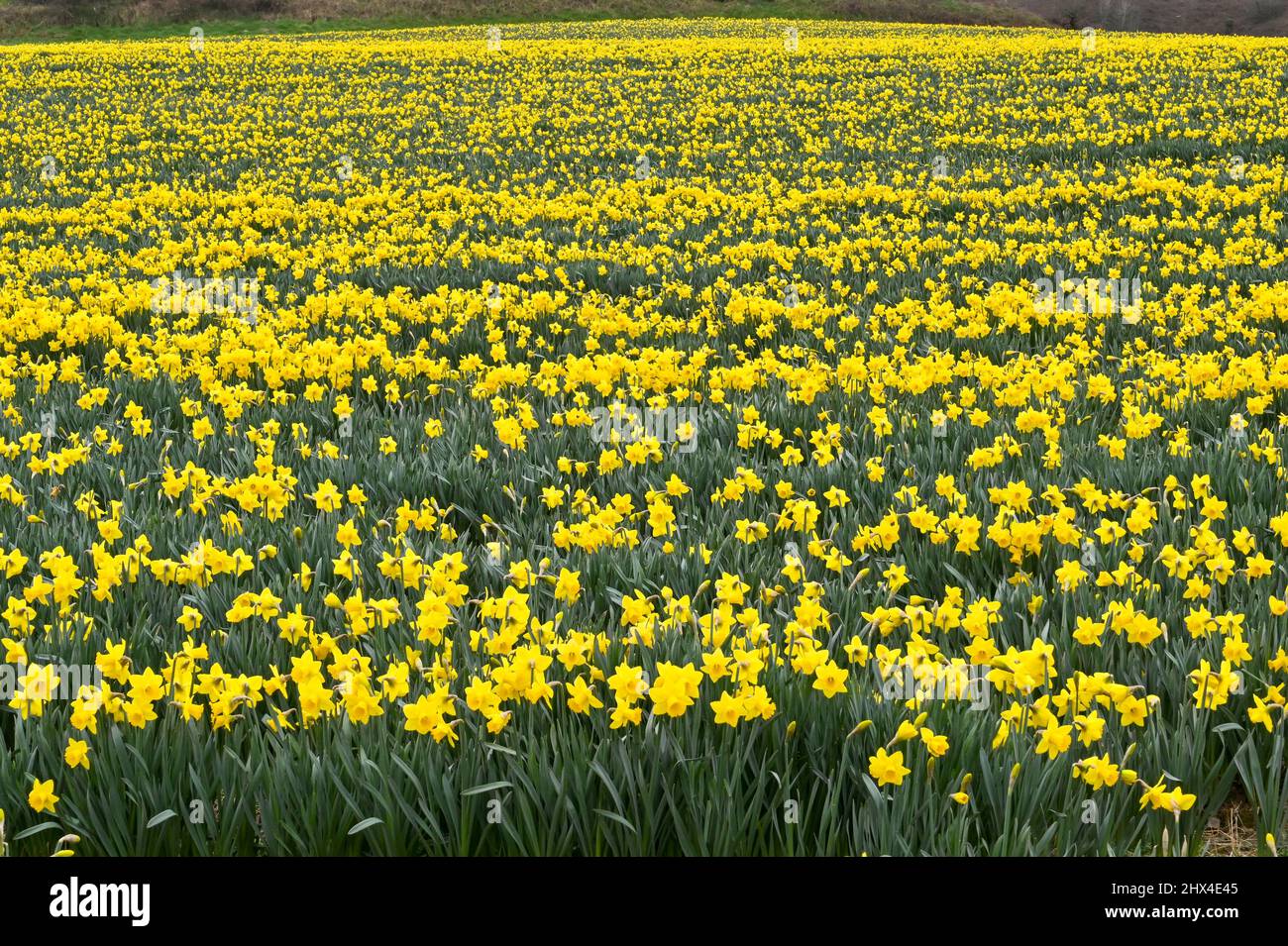 Daffodils in flower in a field. The flower is a source of galantamine ...