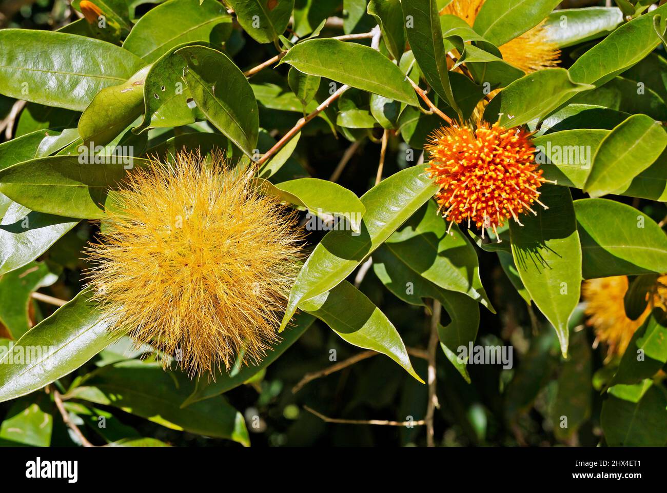 Yellow Powder Puff flowers (Stifftia chrysantha Stock Photo - Alamy