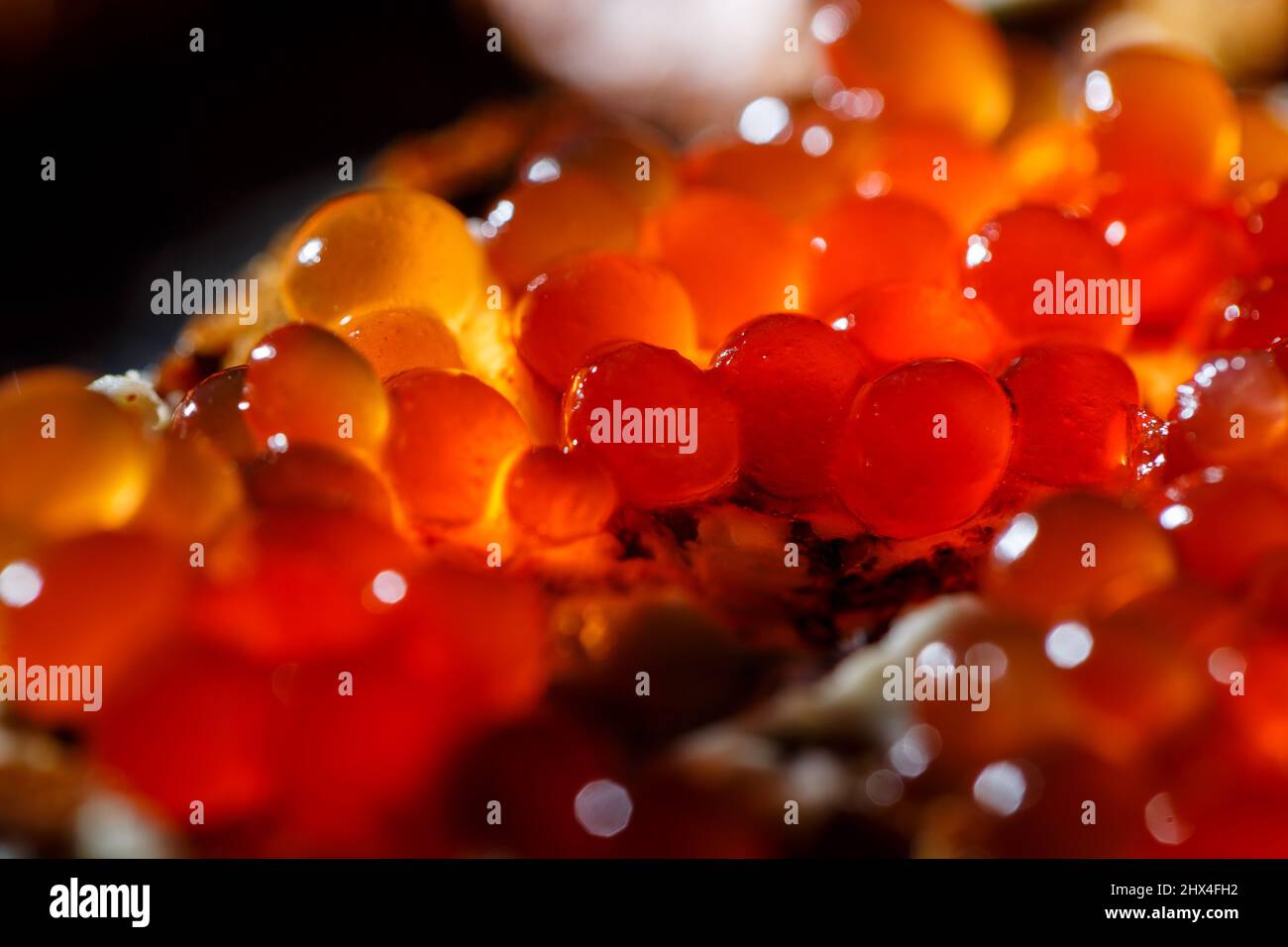 Red caviar for sandwiches, mediterranean delicacy, gourmet food. caviar ...