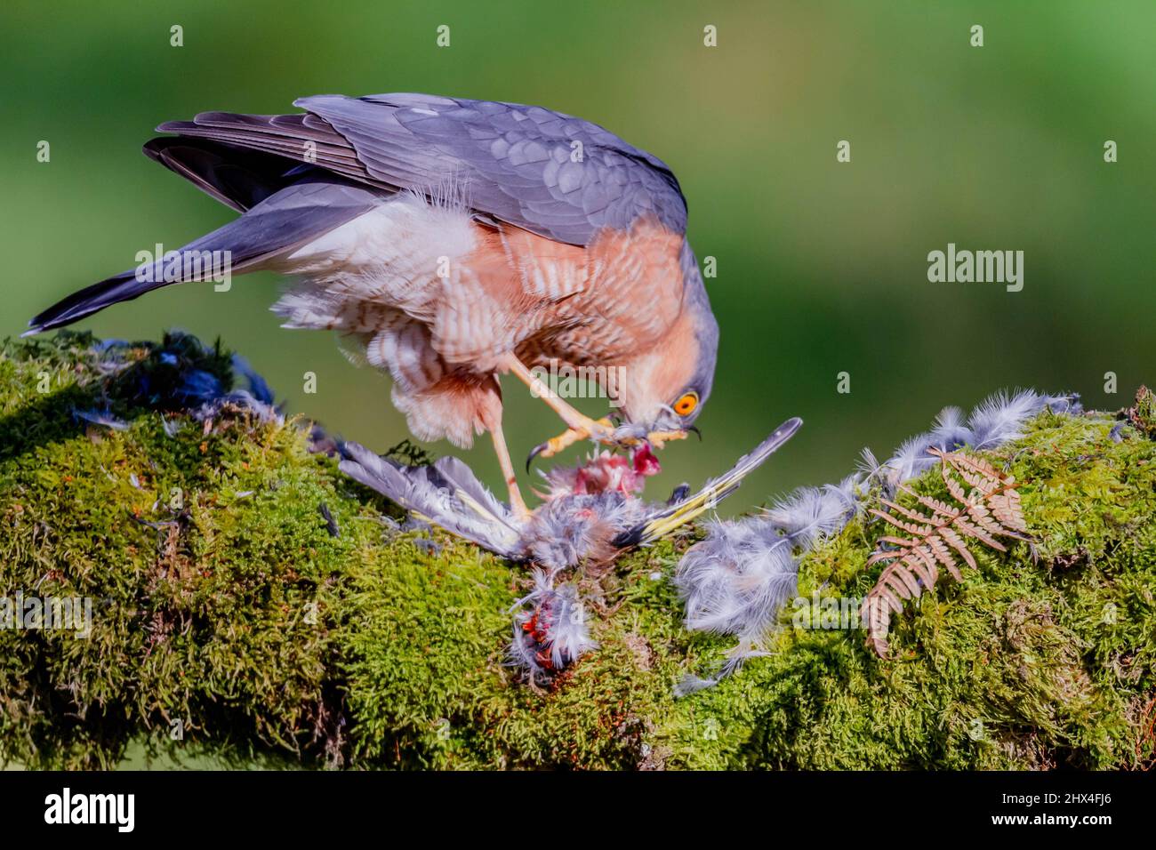 Bird of Prey - Sparrowhawk (Accipiter nisus), also known as the ...