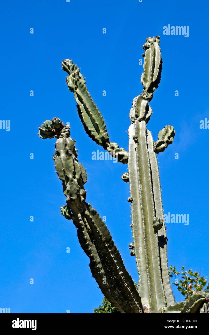 Botany blue sky hi-res stock photography and images - Alamy