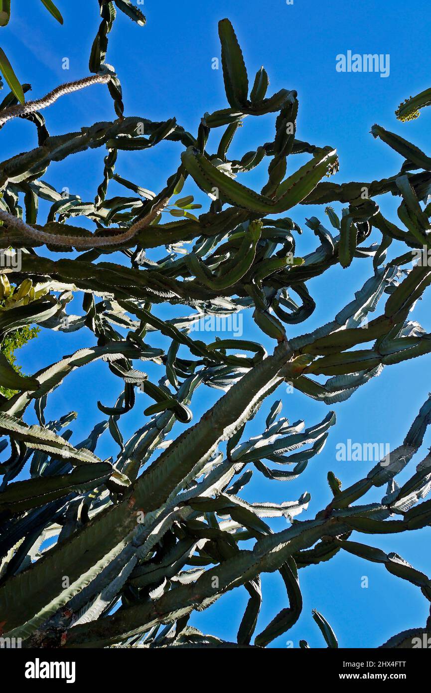 Cactus and blue sky Stock Photo - Alamy