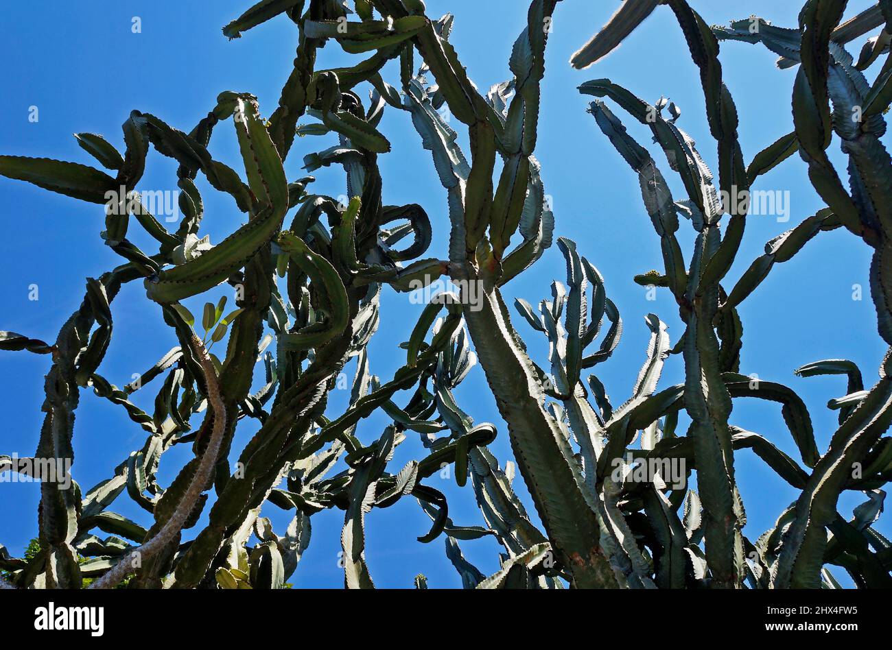 Cactus and blue sky Stock Photo - Alamy