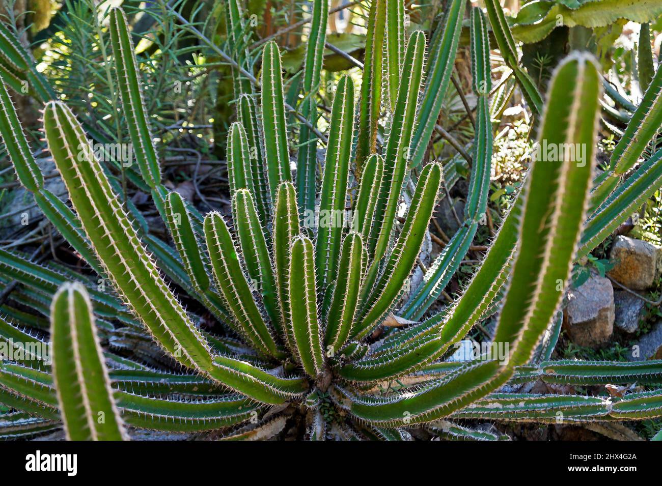 Cactus on desert garden, Rio de Janeiro Stock Photo - Alamy