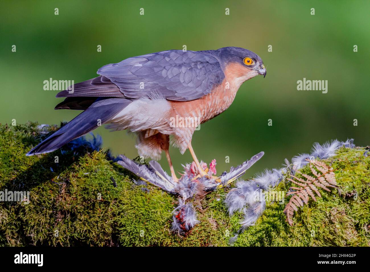 Bird of Prey - Sparrowhawk (Accipiter nisus), also known as the ...