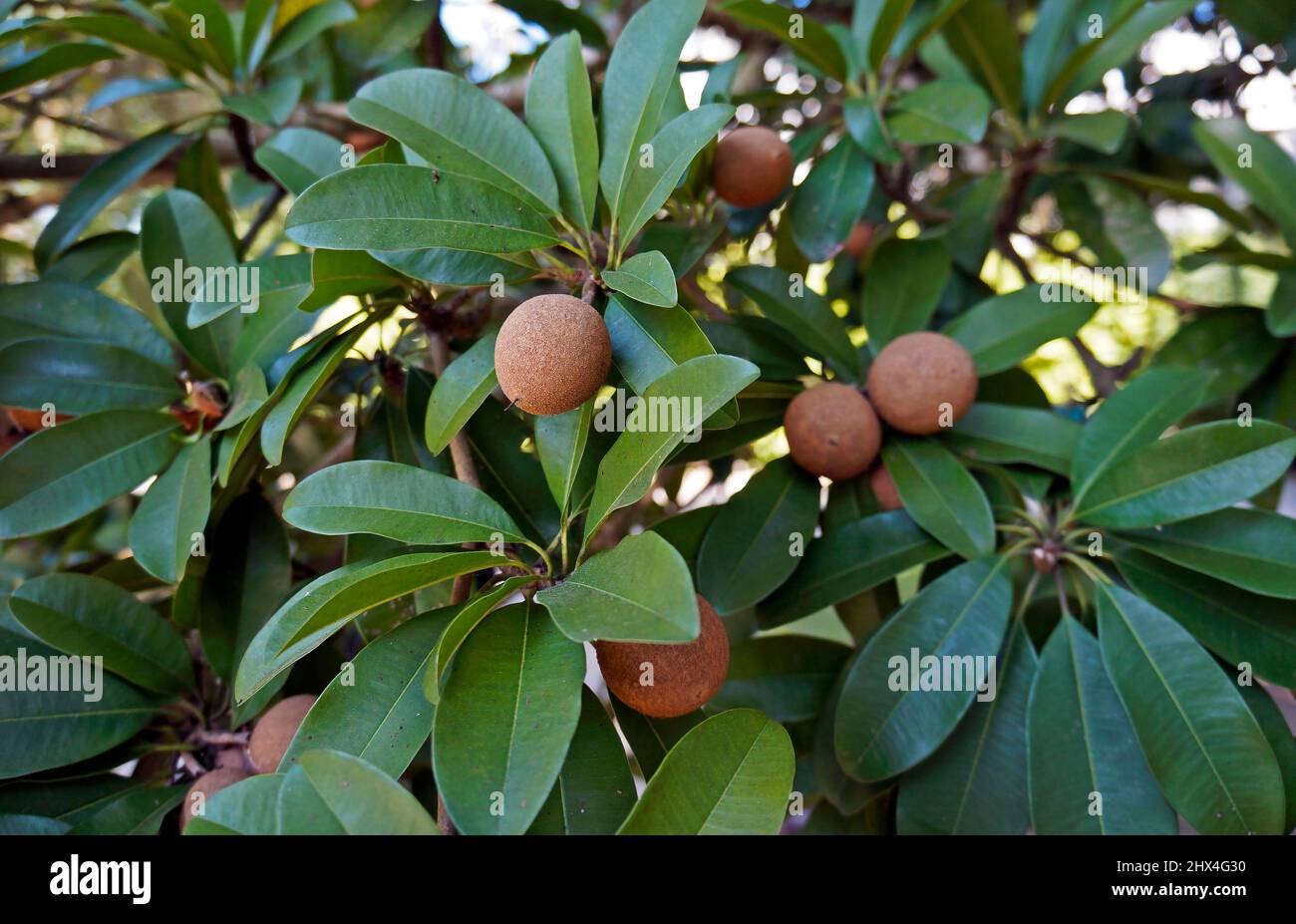 Sapodilla fruits (Manilkara zapota) on tree, Rio de Janeiro Stock Photo ...