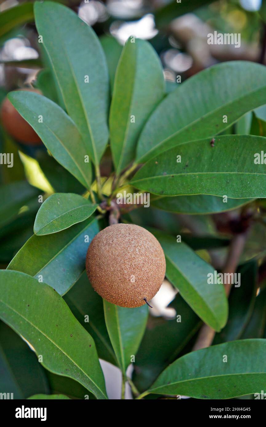 Manilkara tree hi-res stock photography and images - Alamy