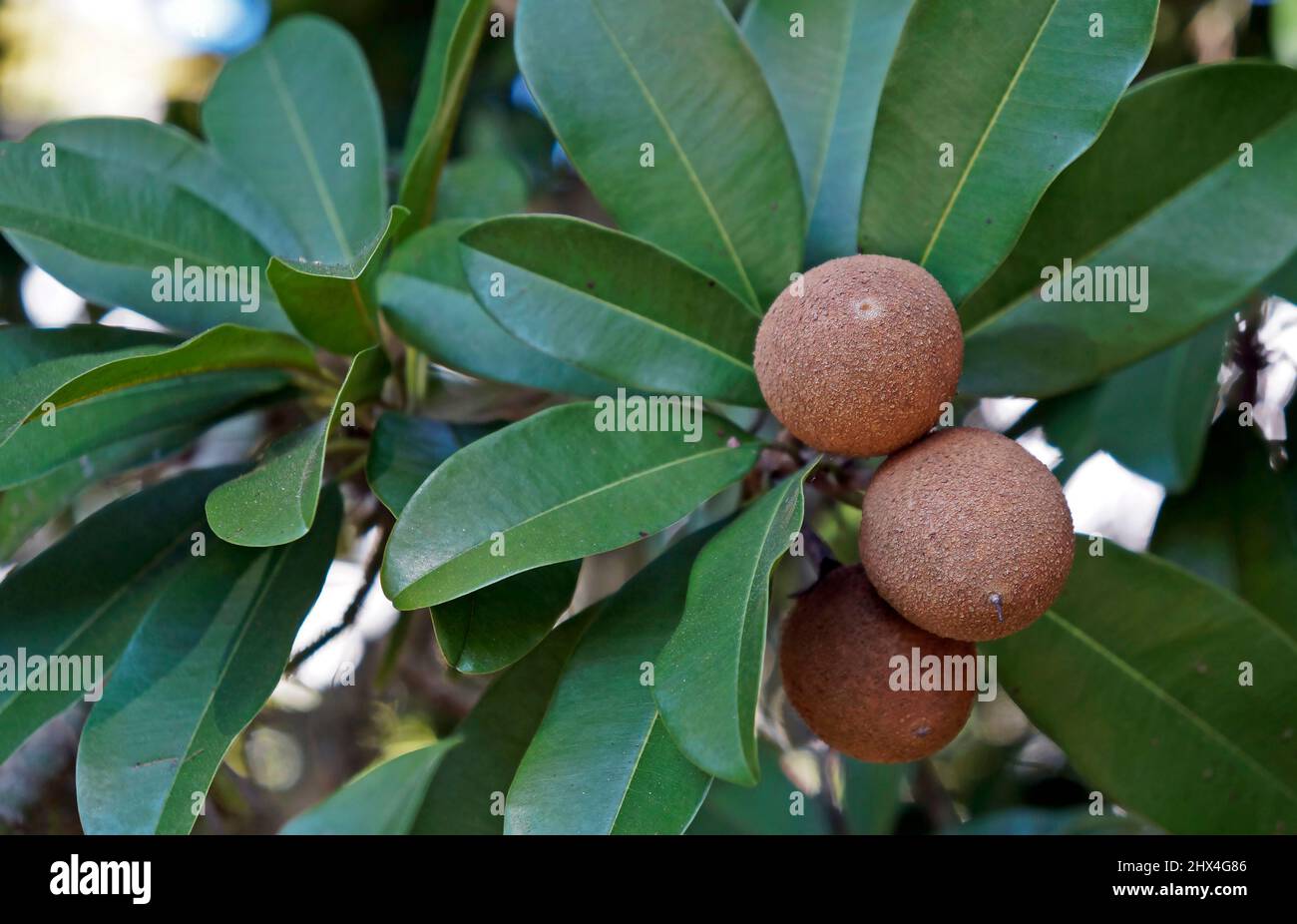 Manilkara branch hi-res stock photography and images - Alamy