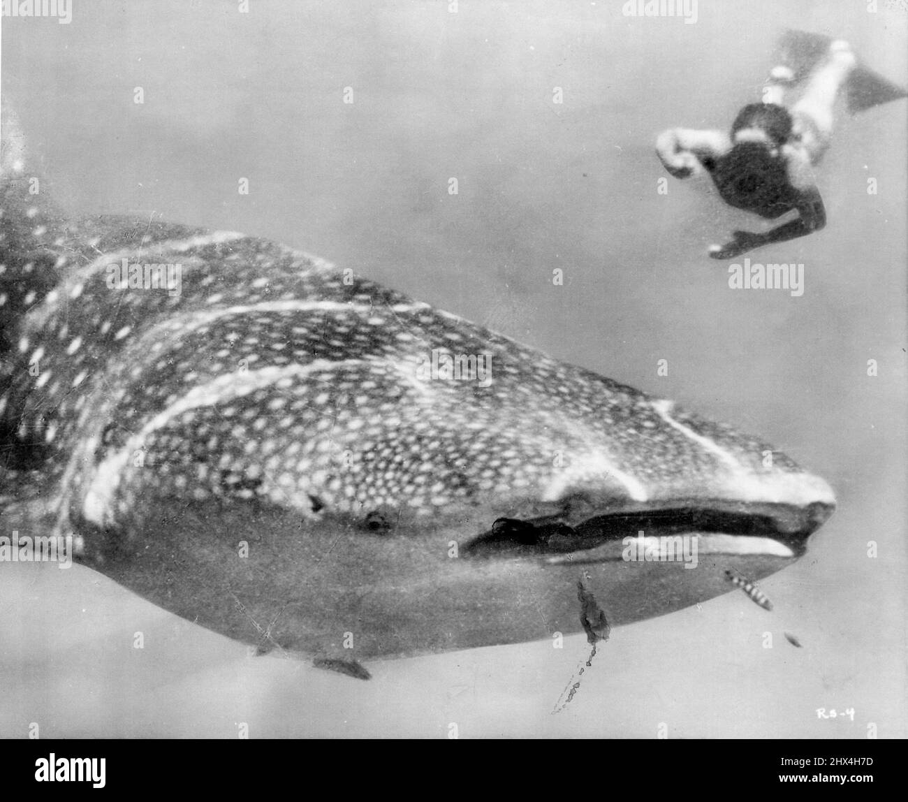 This 40-ft whale shark, encountered in the Red Sea, allowed Hass and ...