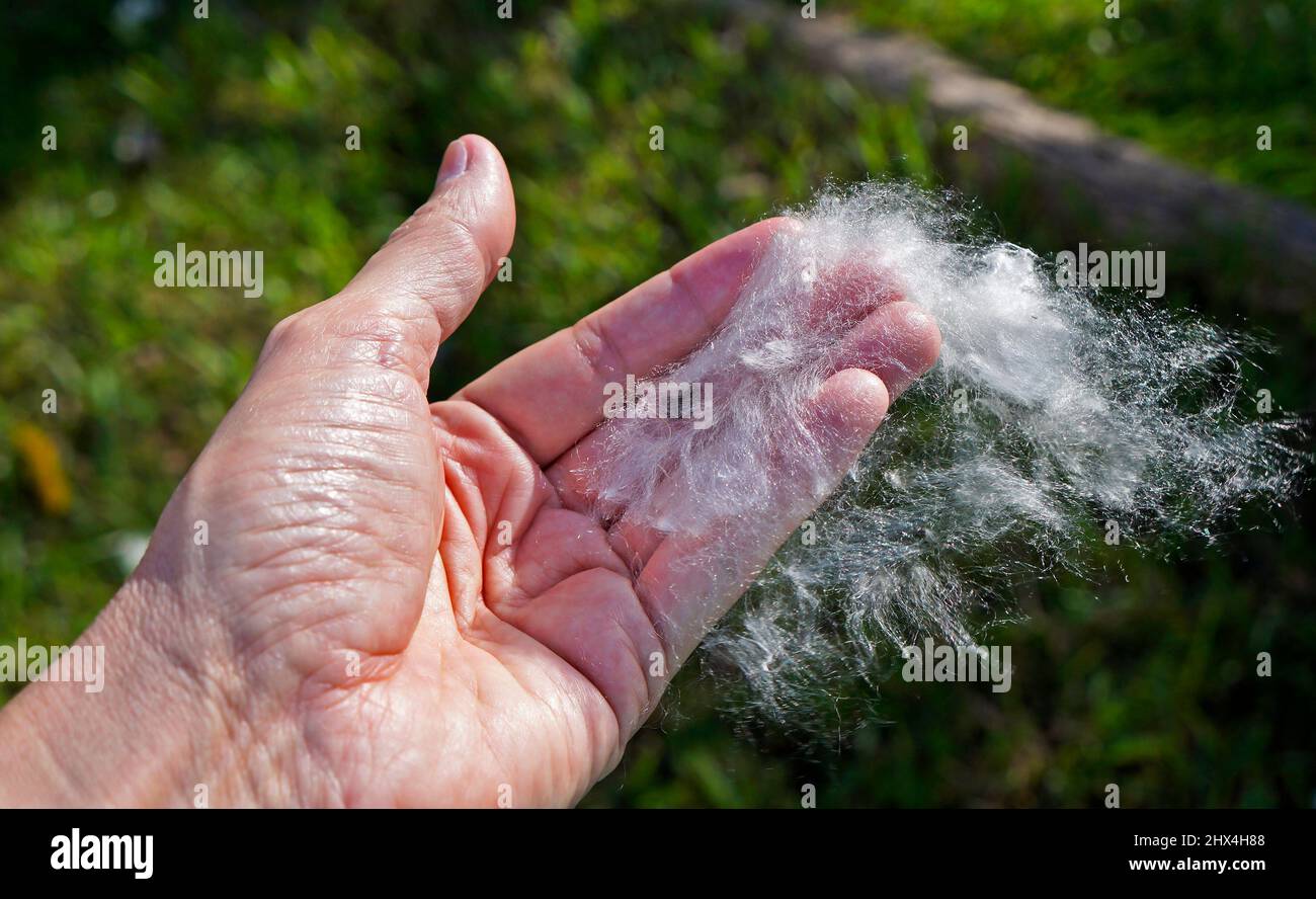 Silk floss tree seed (Ceiba speciosa or Chorisia speciosa) and a ...