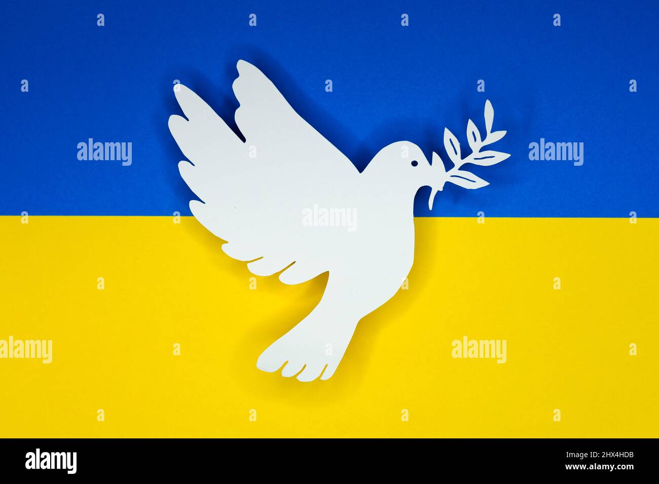 White dove as symbol of peace on ukraine flag. Pace in Ukraine, symbol ...