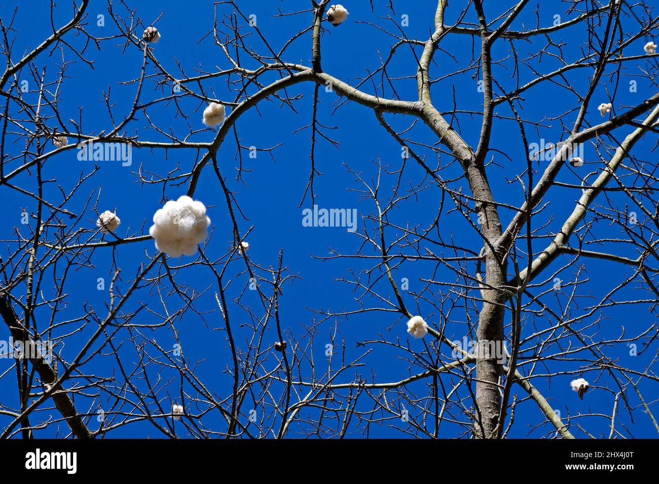 Ceiba speciosa fruit hi-res stock photography and images - Alamy