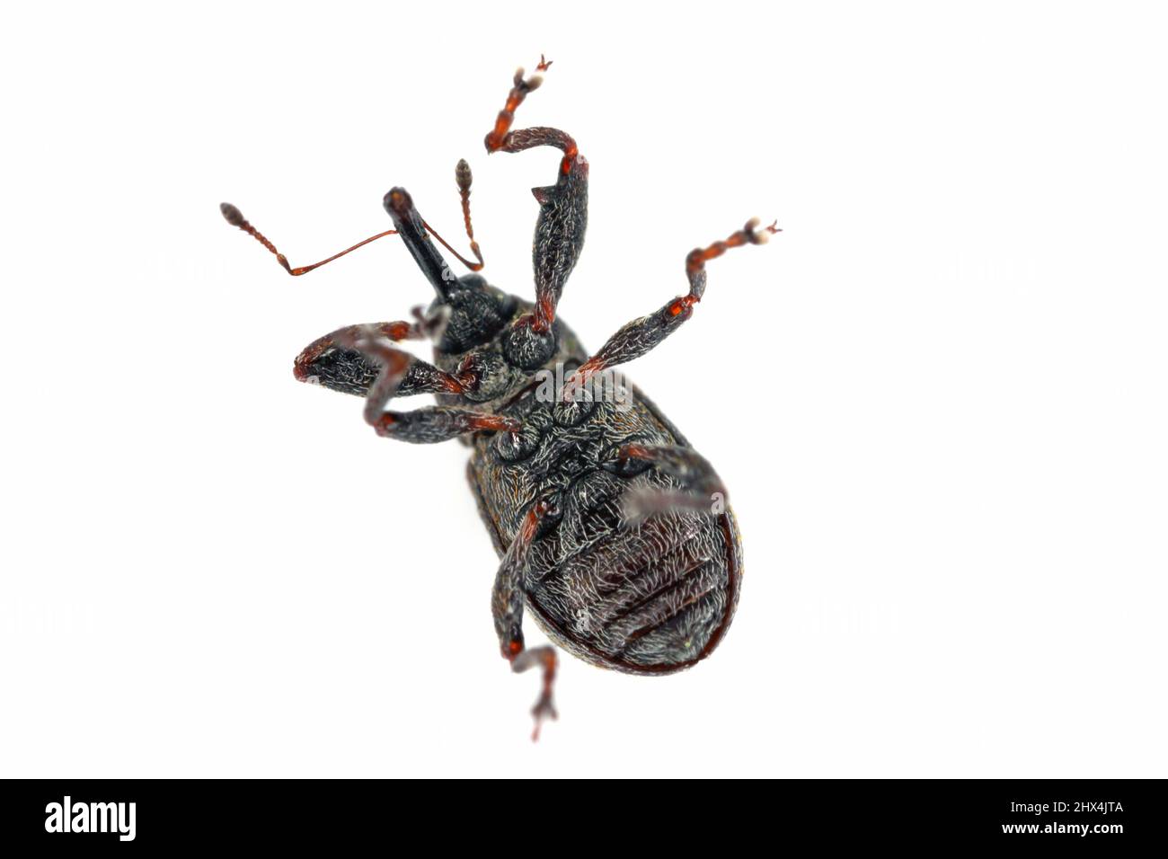 The pear blossom weevil (Anthonomus piri) is a species of beetle in the ...