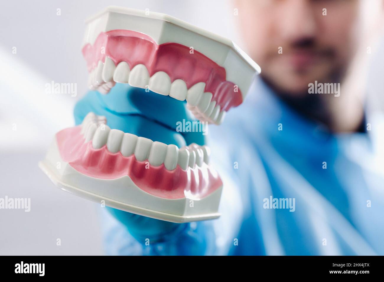 A model of a human jaw with teeth and a toothbrush in the dentist's ...