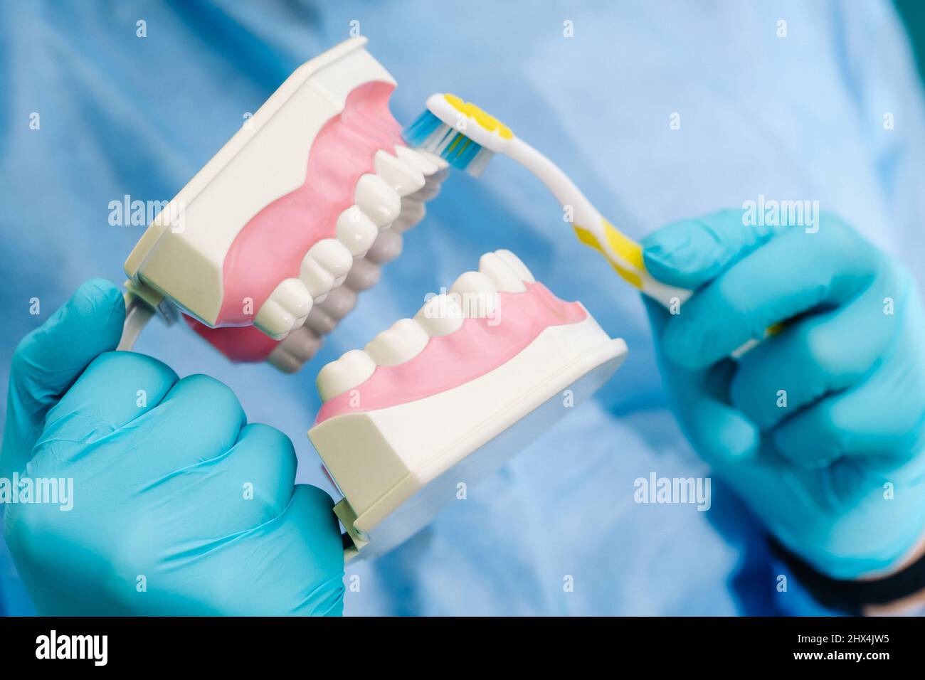 A model of a human jaw with teeth and a toothbrush in the dentist's ...