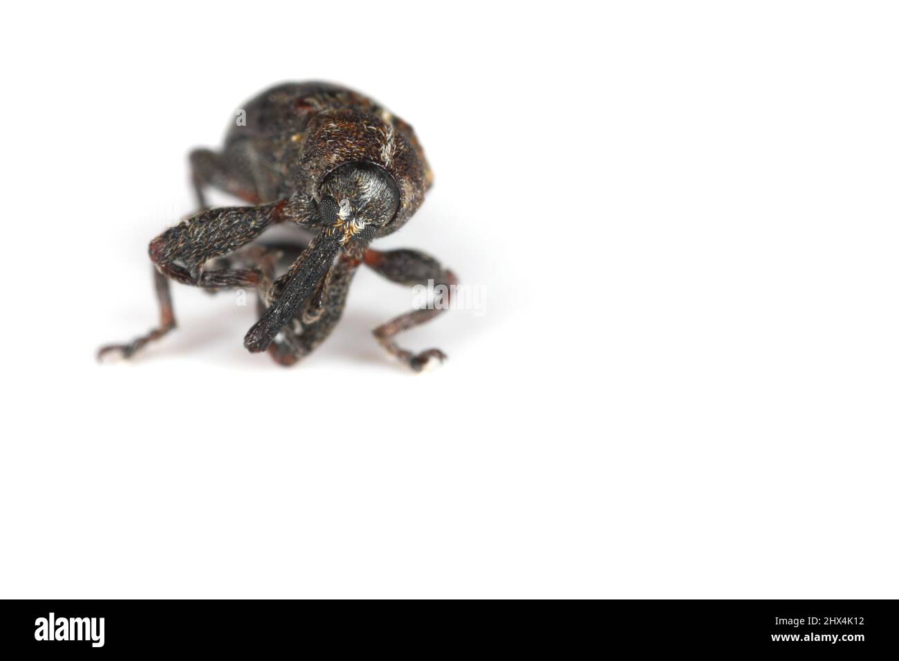 The pear blossom weevil (Anthonomus piri) is a species of beetle in the ...