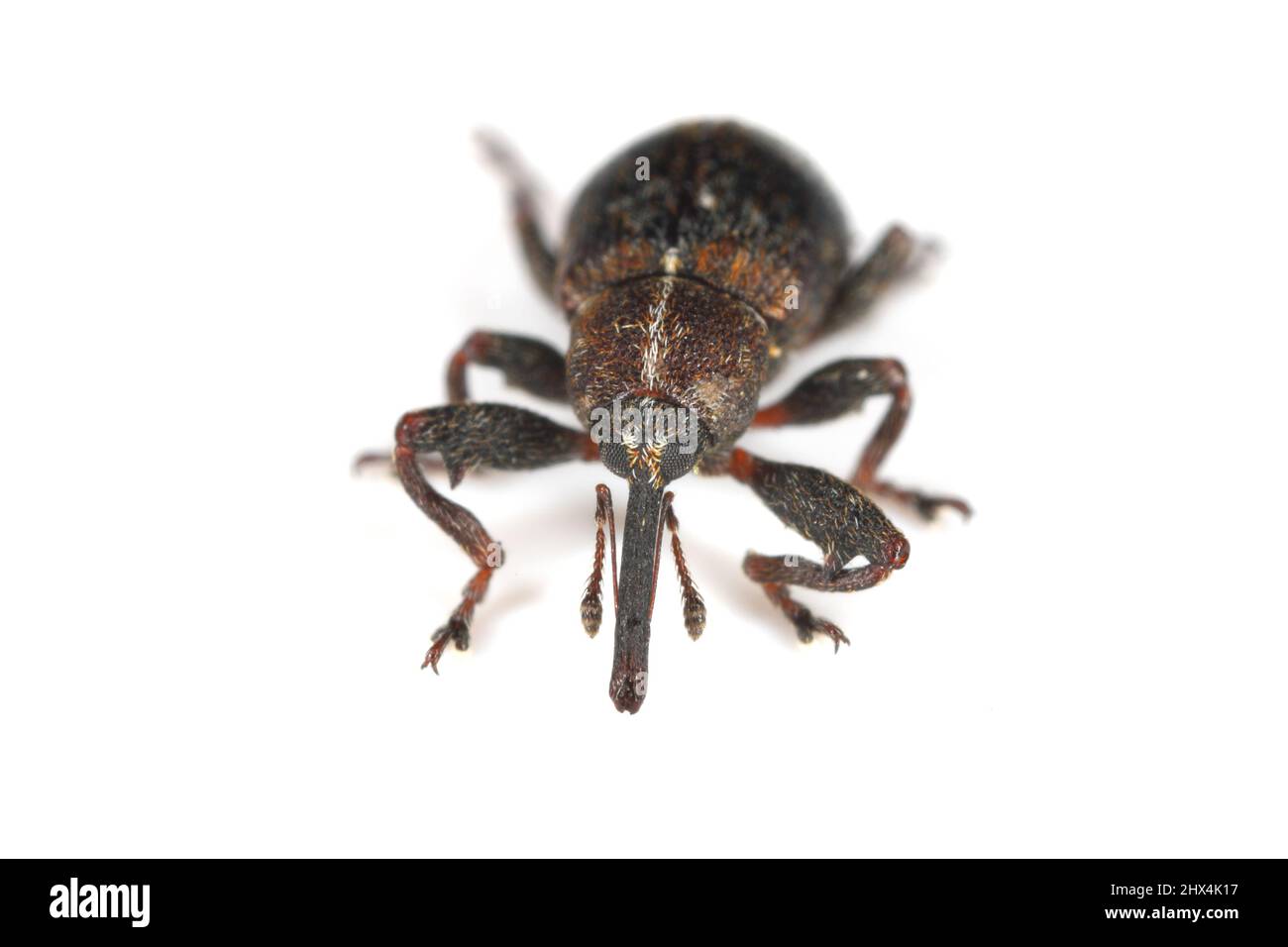 The pear blossom weevil (Anthonomus piri) is a species of beetle in the ...