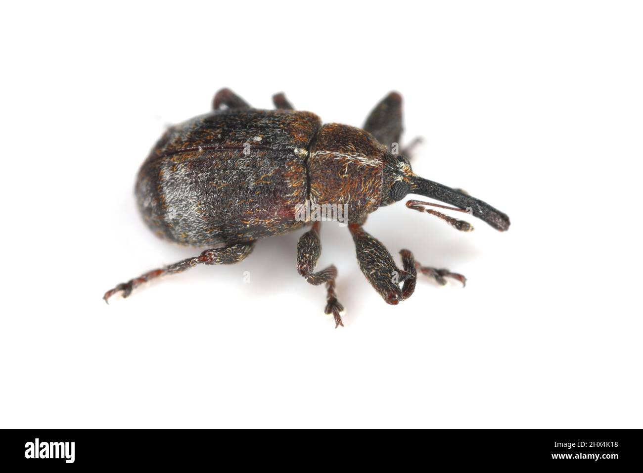 The pear blossom weevil (Anthonomus piri) is a species of beetle in the ...