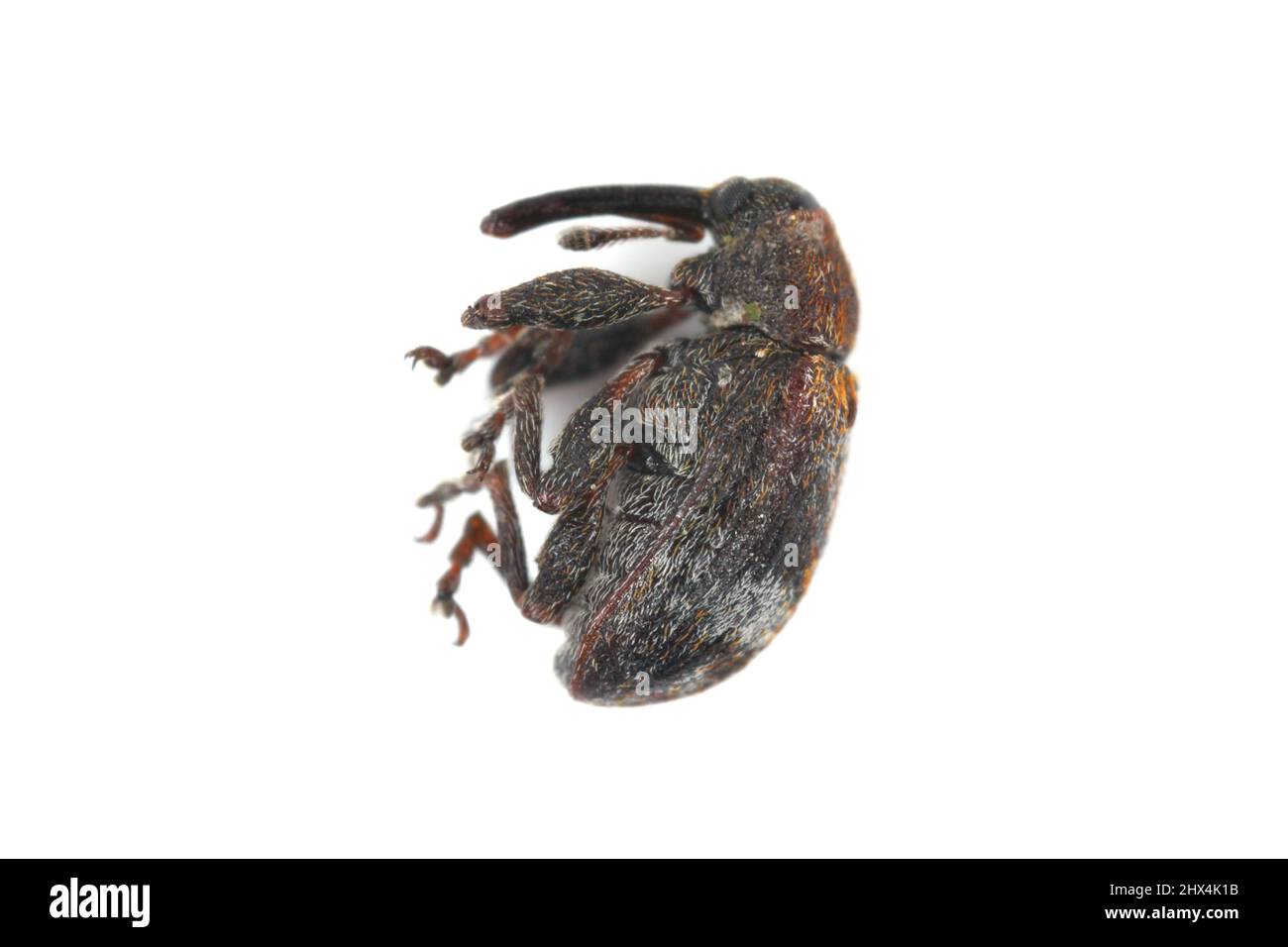 Raspberry branch in garden Cut Out Stock Images & Pictures - Alamy