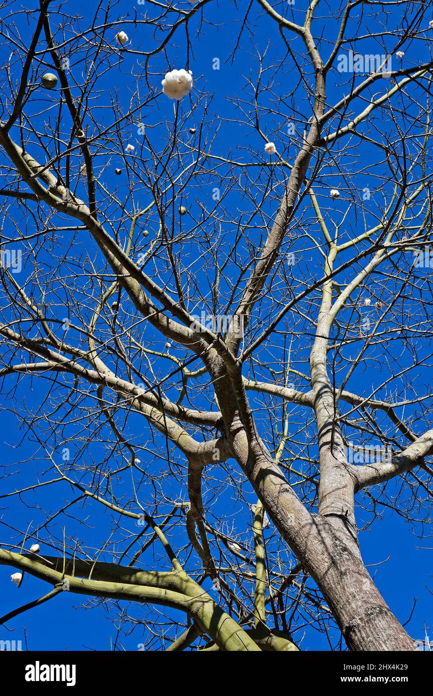 Chorisia tree hi-res stock photography and images - Alamy