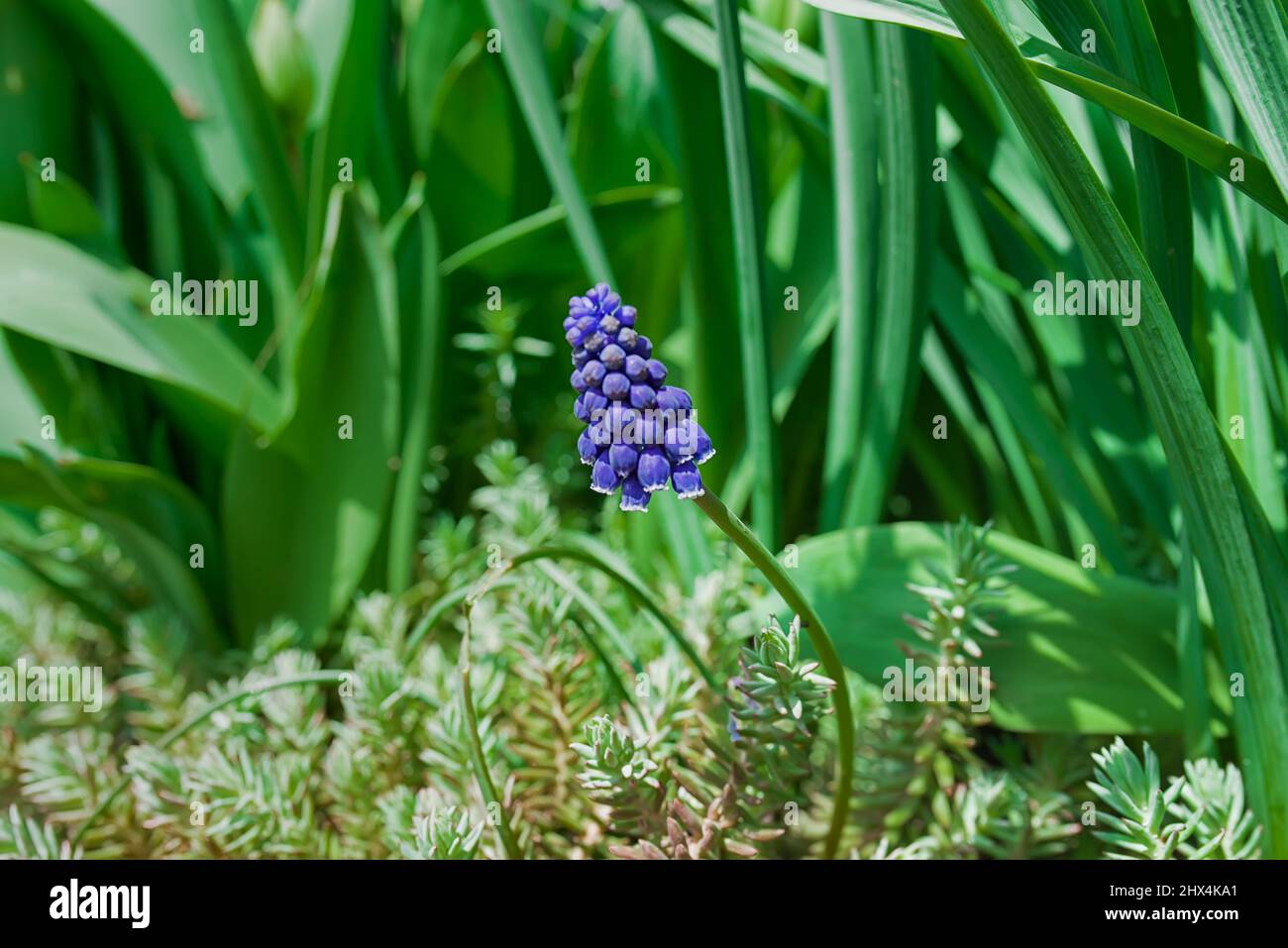 Spring flower blue muscari hi-res stock photography and images - Alamy