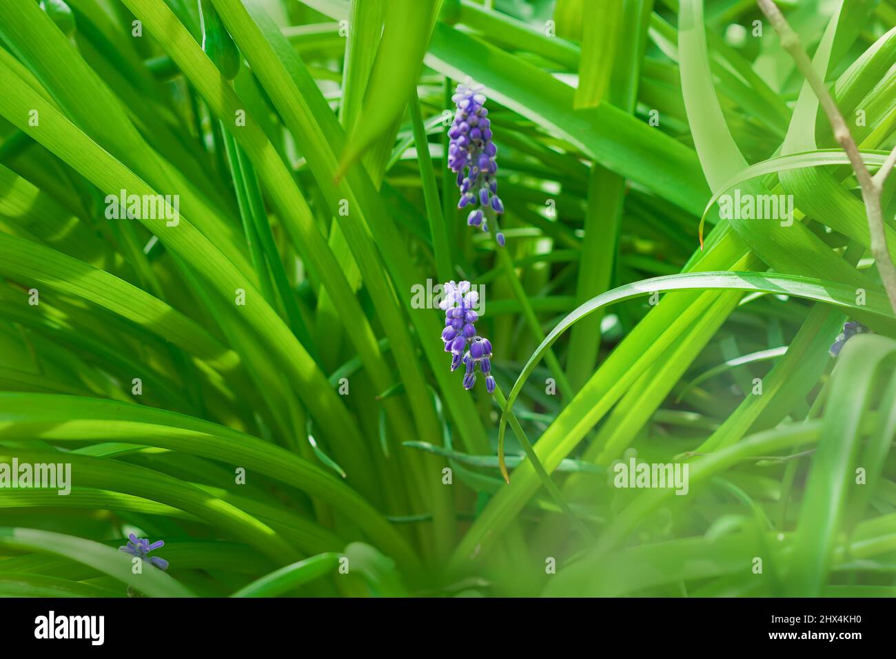 spring flower blue muscari in the garden, natural background green and ...