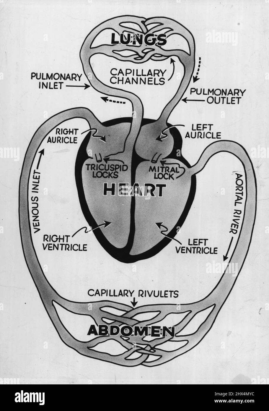 Human Heart Map