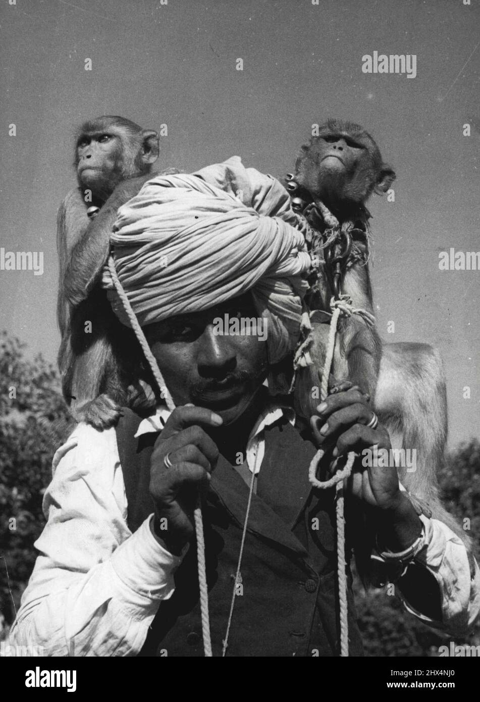 A man and his monkeys. Perched on his shoulders, the monkeys wait to ...