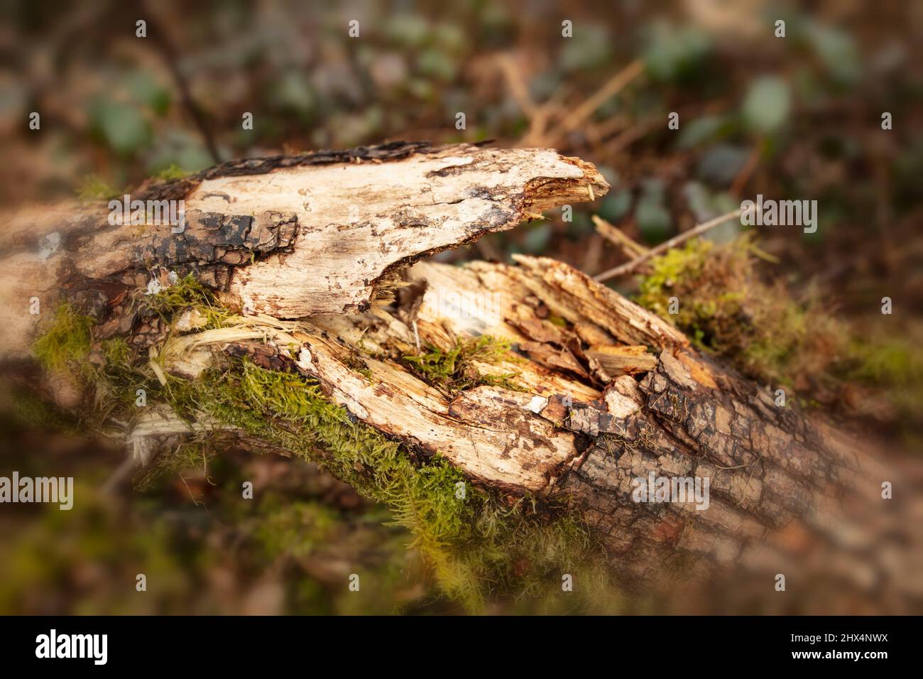 Natural patterns and textures in the environment, intimate landscape ...