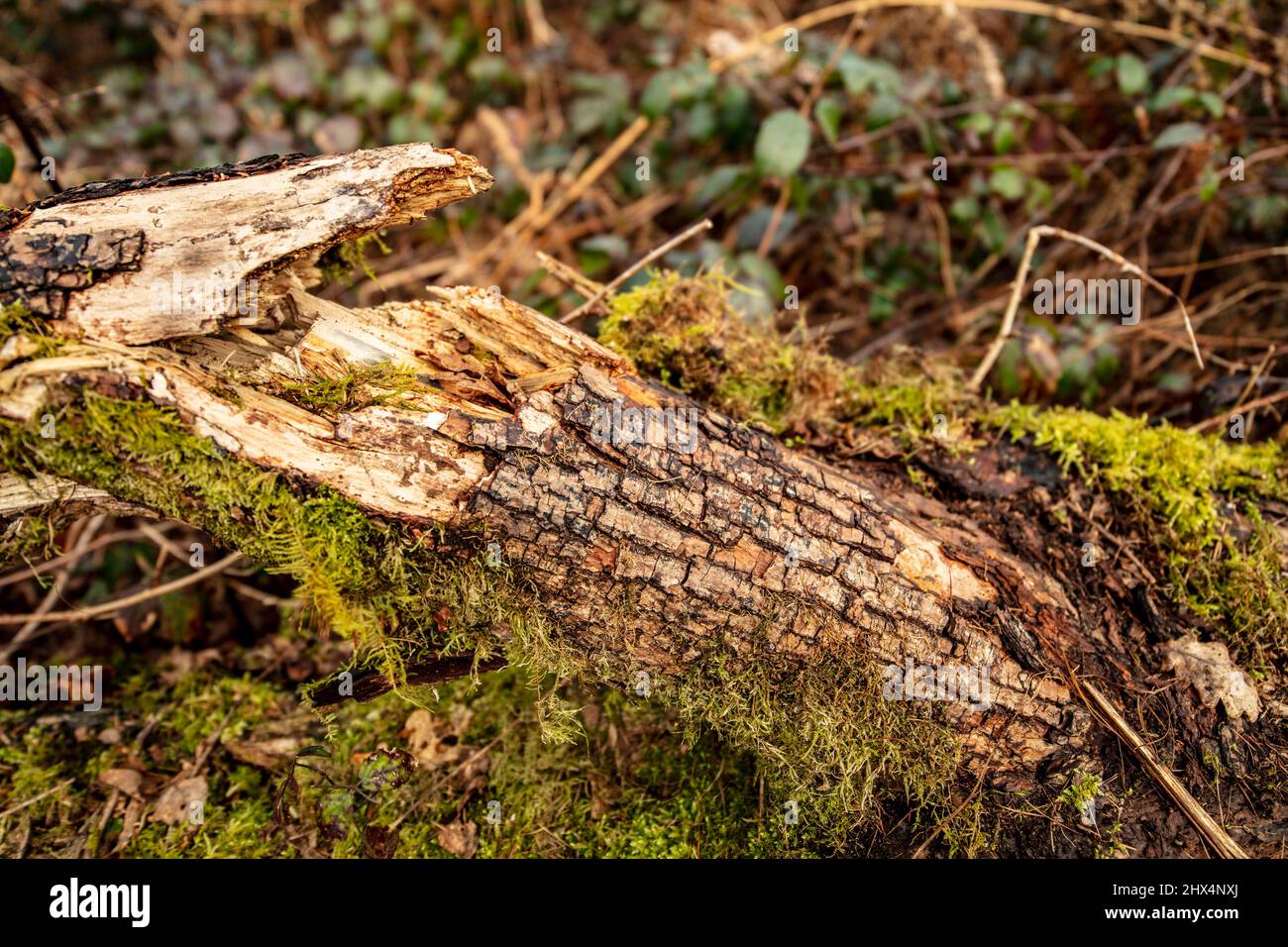 Patterns and textures in nature, intimate landscape of tree patterns ...