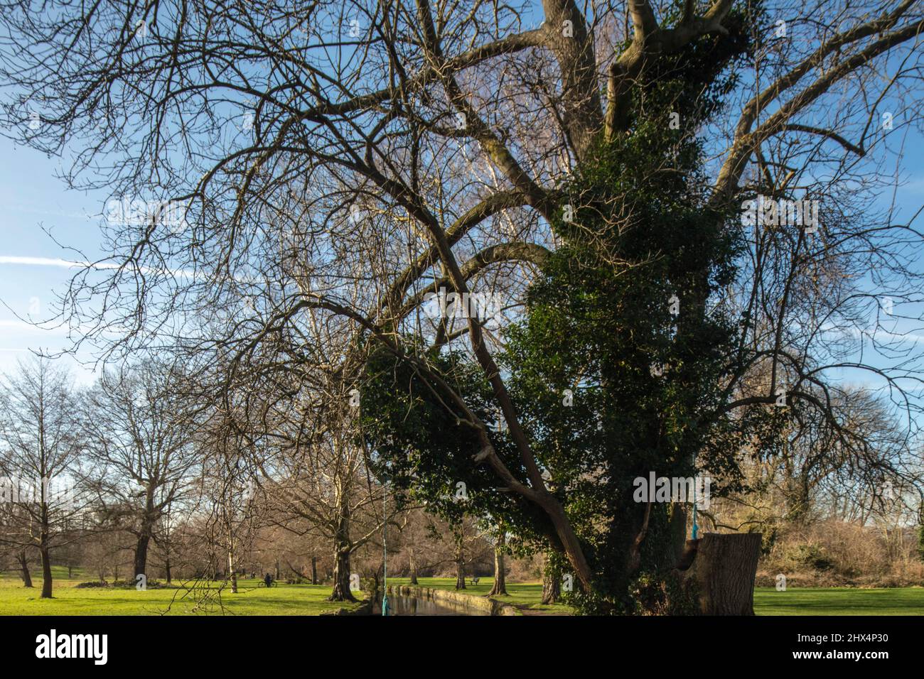 Patterns and textures in nature, intimate landscape of tree patterns ...