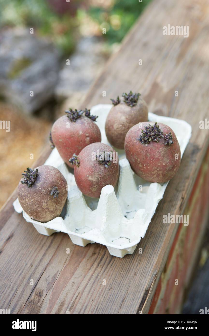 Grow crisps potatoes Stock Photo - Alamy