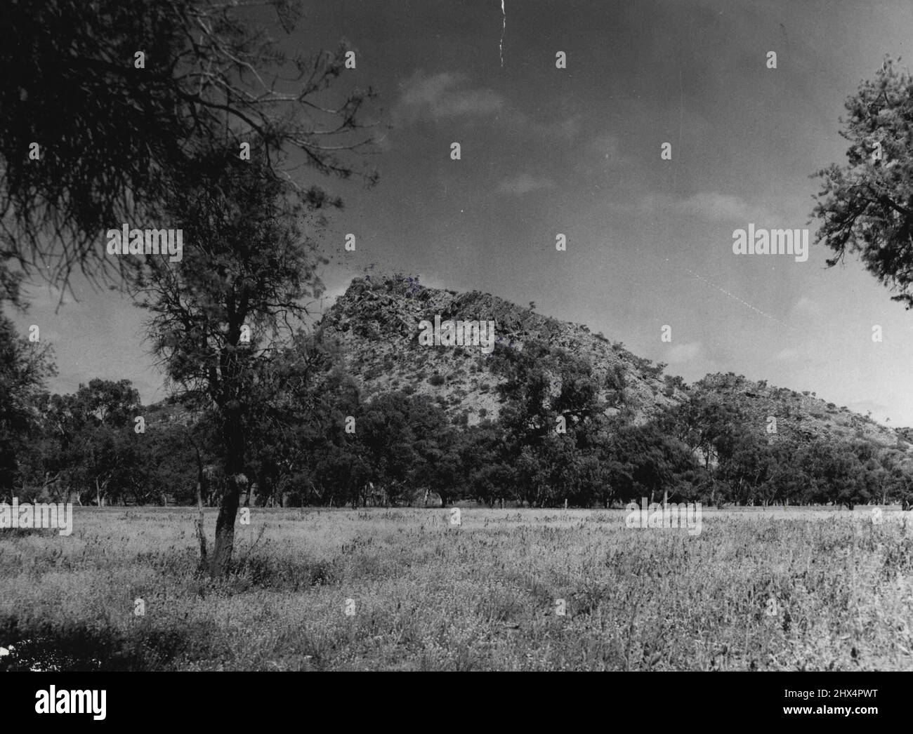 One Guinea publication fee. A carpet ***** and purple ***** flowers ...