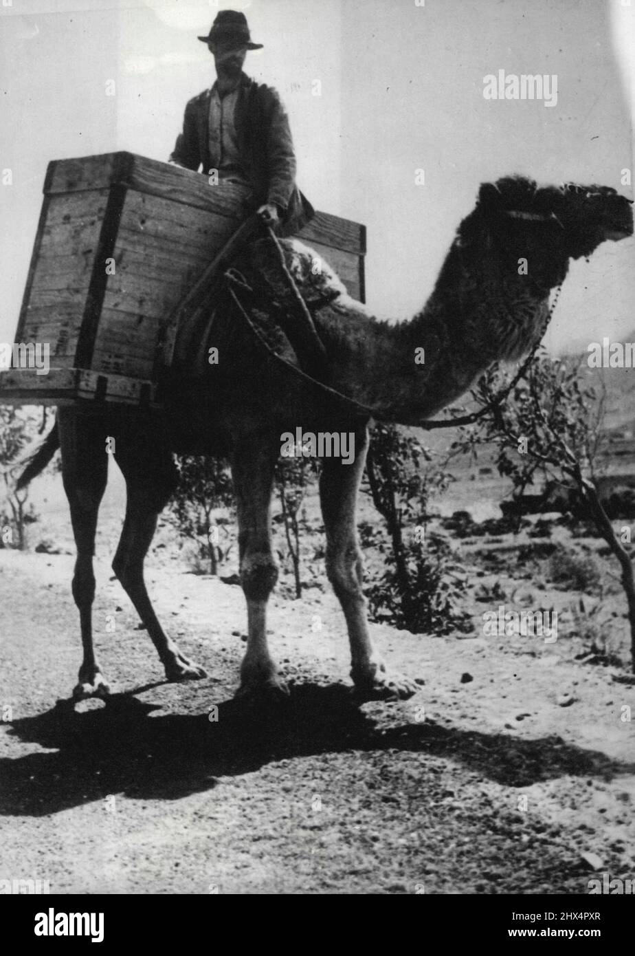 Daily Life In The Canary Islands: The Draft Camel -- A camel, carrying ...