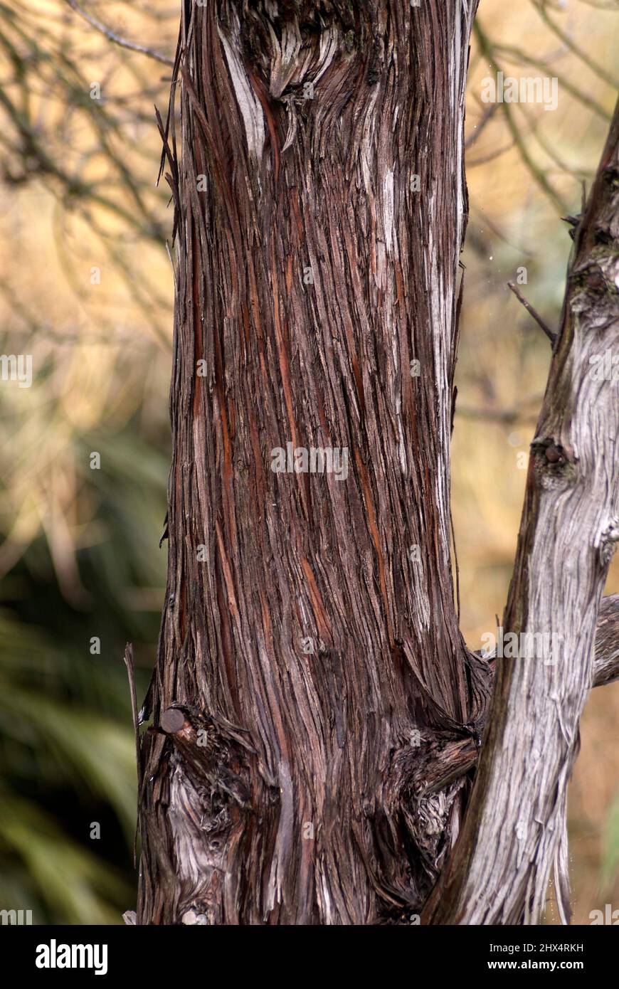 Tree trunk, close-up of bark Stock Photo - Alamy