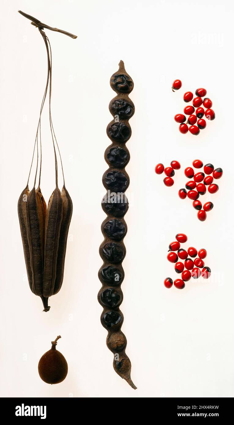 Assorted seeds, pods and berries Stock Photo - Alamy